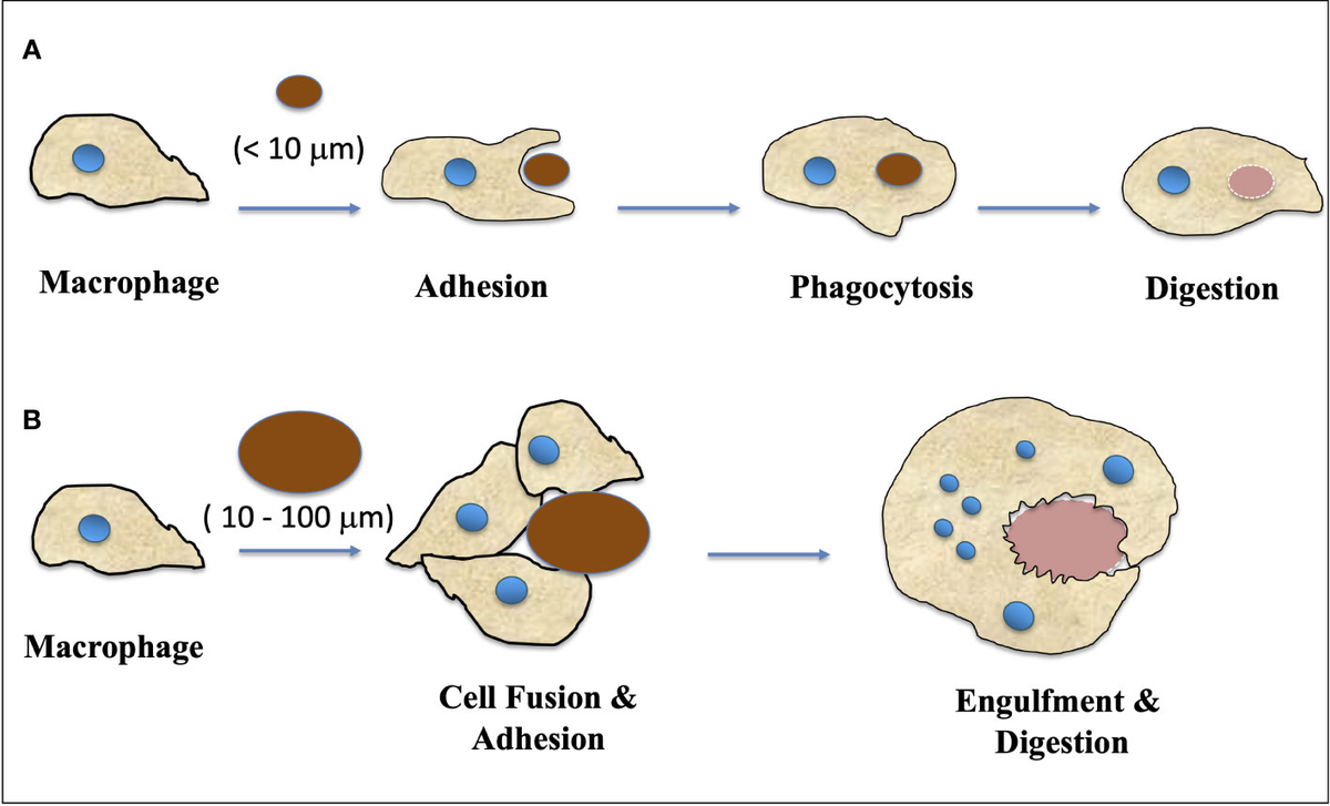 Frontiers | Giant cells: multiple cells unite to survive