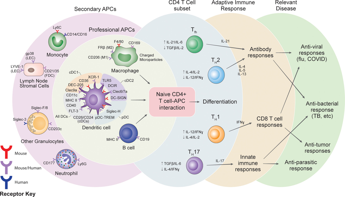 Frontiers | Cell-targeted vaccines: implications for adaptive immunity