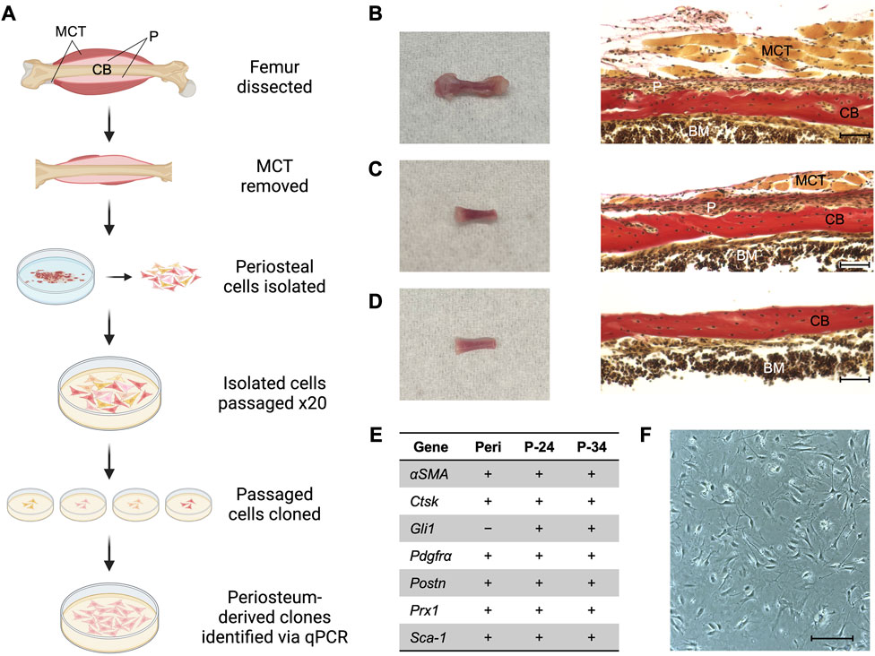 Frontiers | A periosteum-derived cell line to study the role of BMP ...