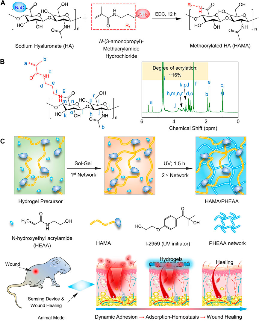 Frontiers | Tough, adhesive biomimetic hyaluronic acid methacryloyl ...