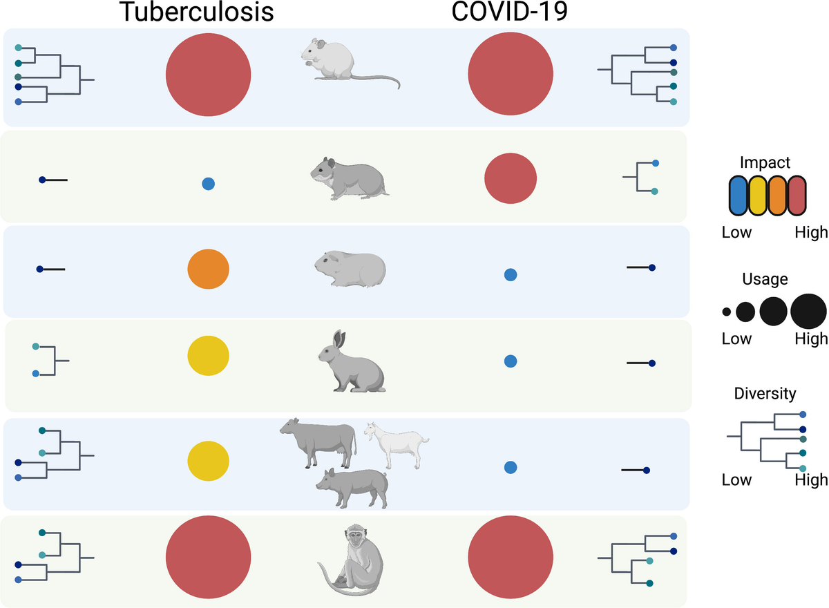 Frontiers | Animal models for COVID-19 and tuberculosis
