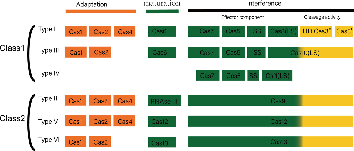 Frontiers | Application of CRISPR-Cas system in the diagnosis and ...