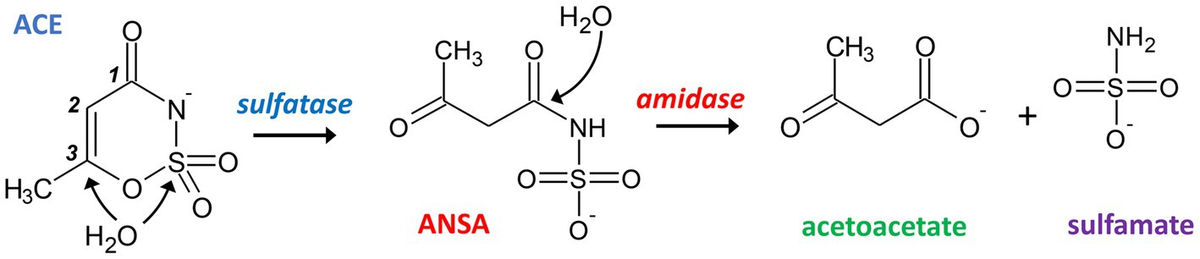 Frontiers | Recently evolved combination of unique sulfatase and ...