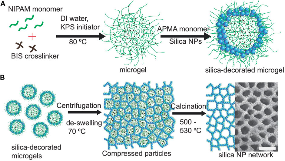 Frontiers | Structurally colored silica foams using colloidal templating