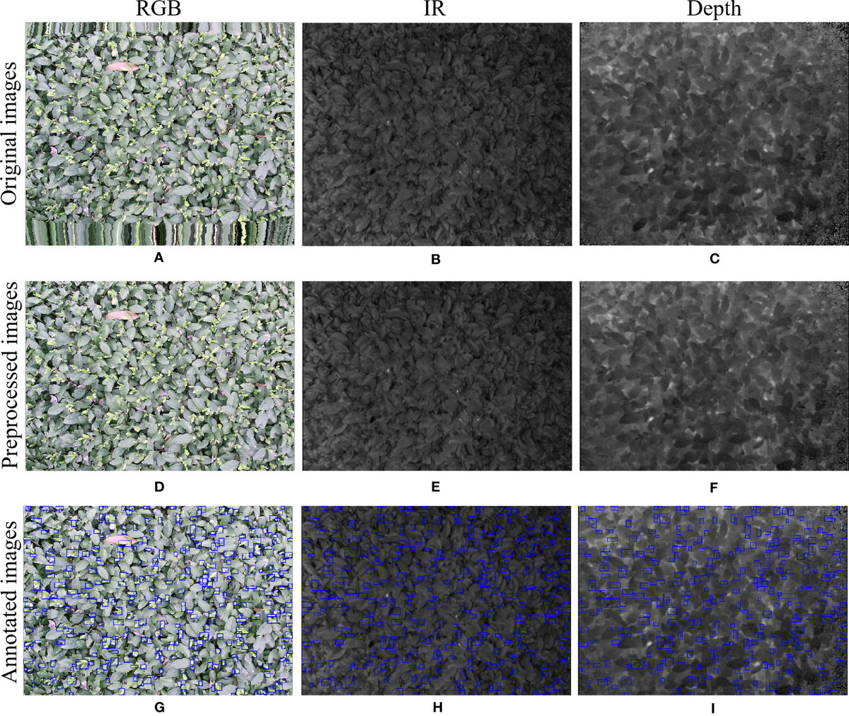 Frontiers | Real-time dense small object detection algorithm based on multi-modal tea shoots