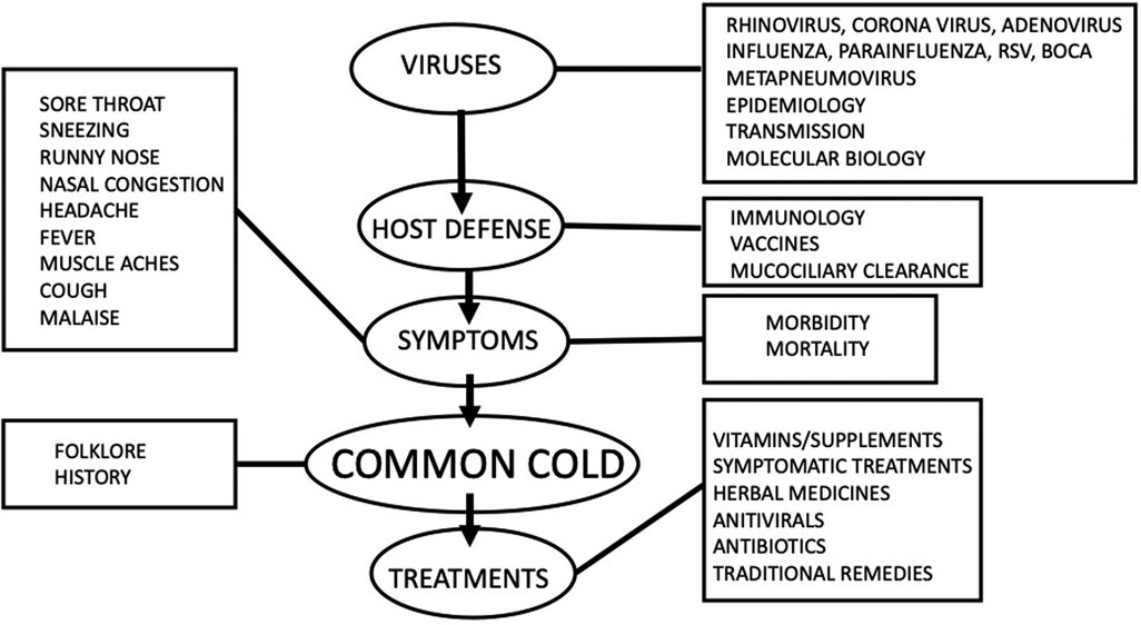 Frontiers | Common cold