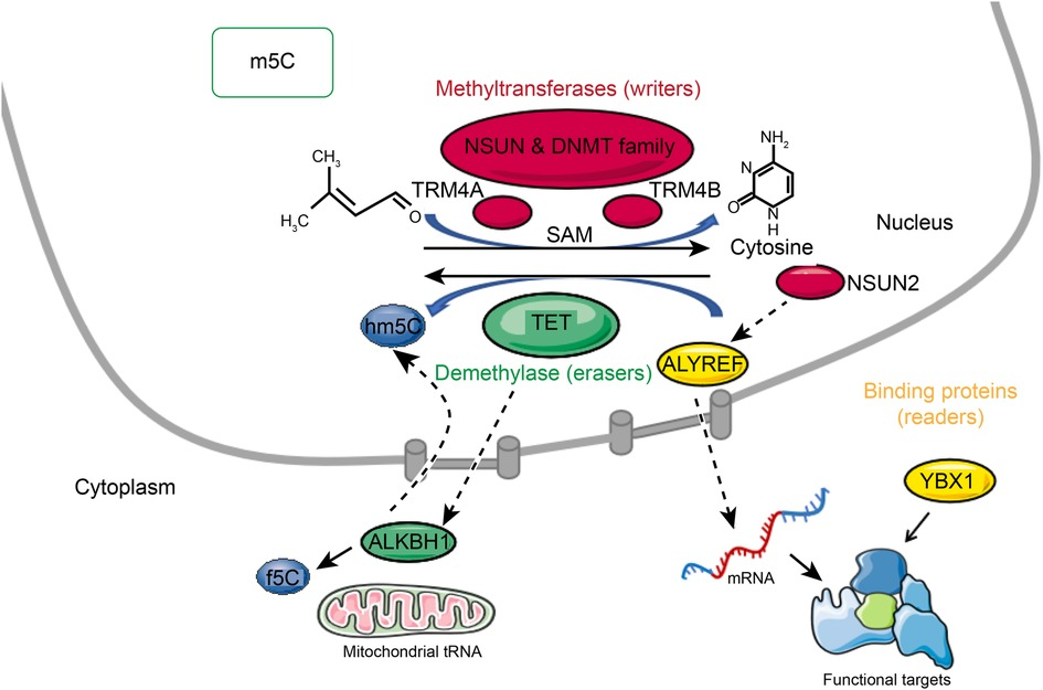 Frontiers | The role of m5C methyltransferases in cardiovascular diseases