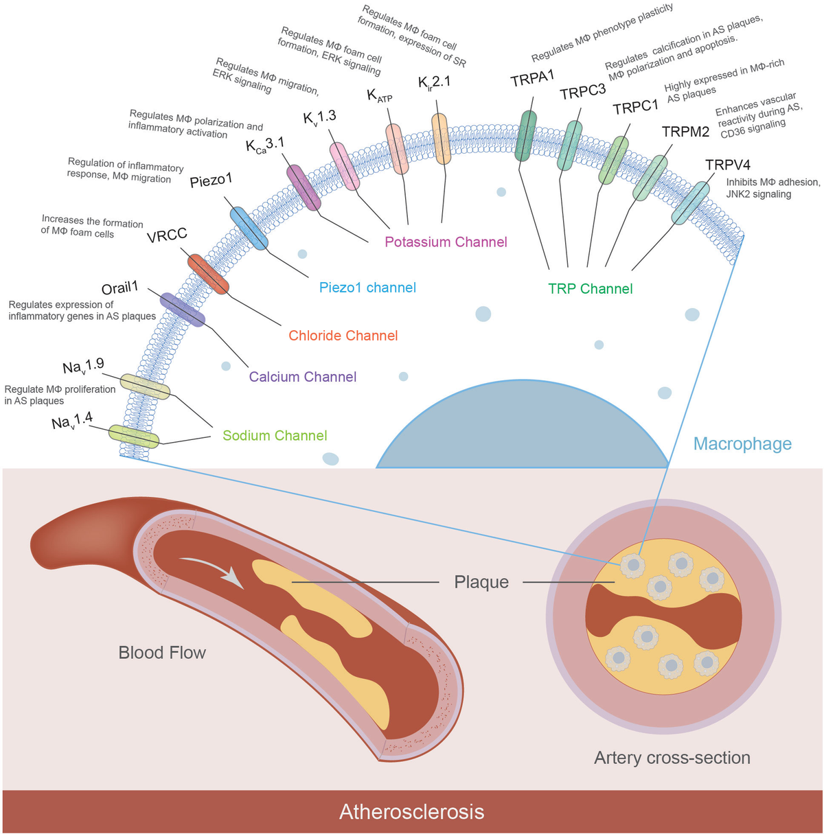 Frontiers | The role of macrophage ion channels in the progression of ...