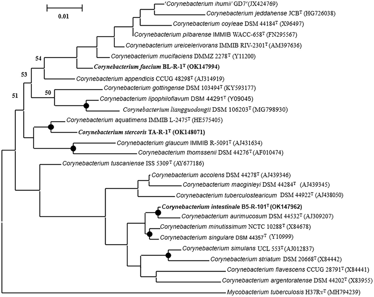 Frontiers | Genome insight and probiotic potential of three novel ...