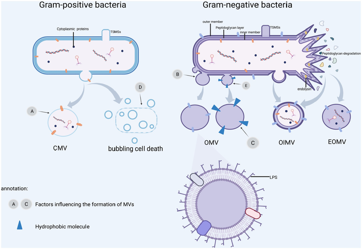 Frontiers | Microbe-host interactions: structure and functions of Gram-negative bacterial ...