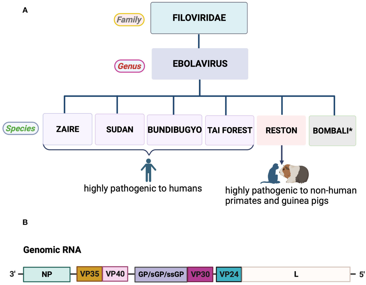 Frontiers | Beyond survival: unraveling the dynamics of Ebola virus ...