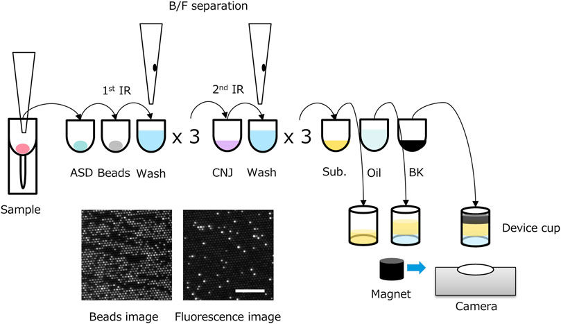 Frontiers | Development of a quantitative thyroid-stimulating hormone ...