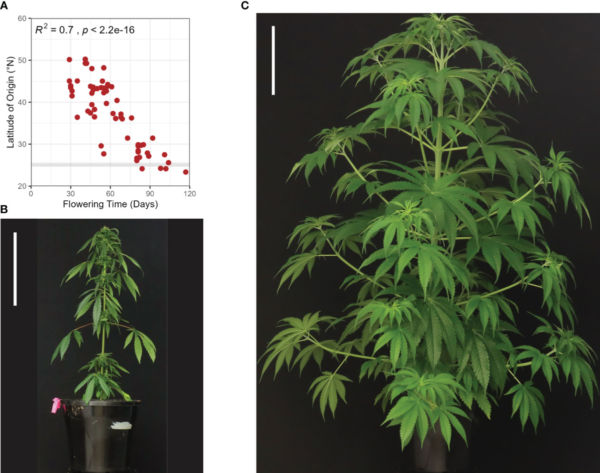Frontiers | Comparative genomics of flowering behavior in Cannabis sativa