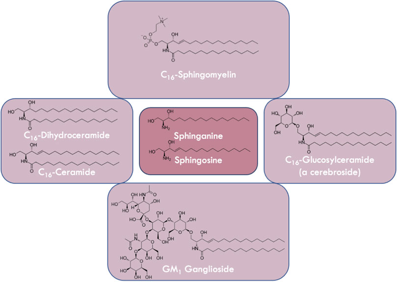 Frontiers | Mysterious sphingolipids: metabolic interrelationships at ...