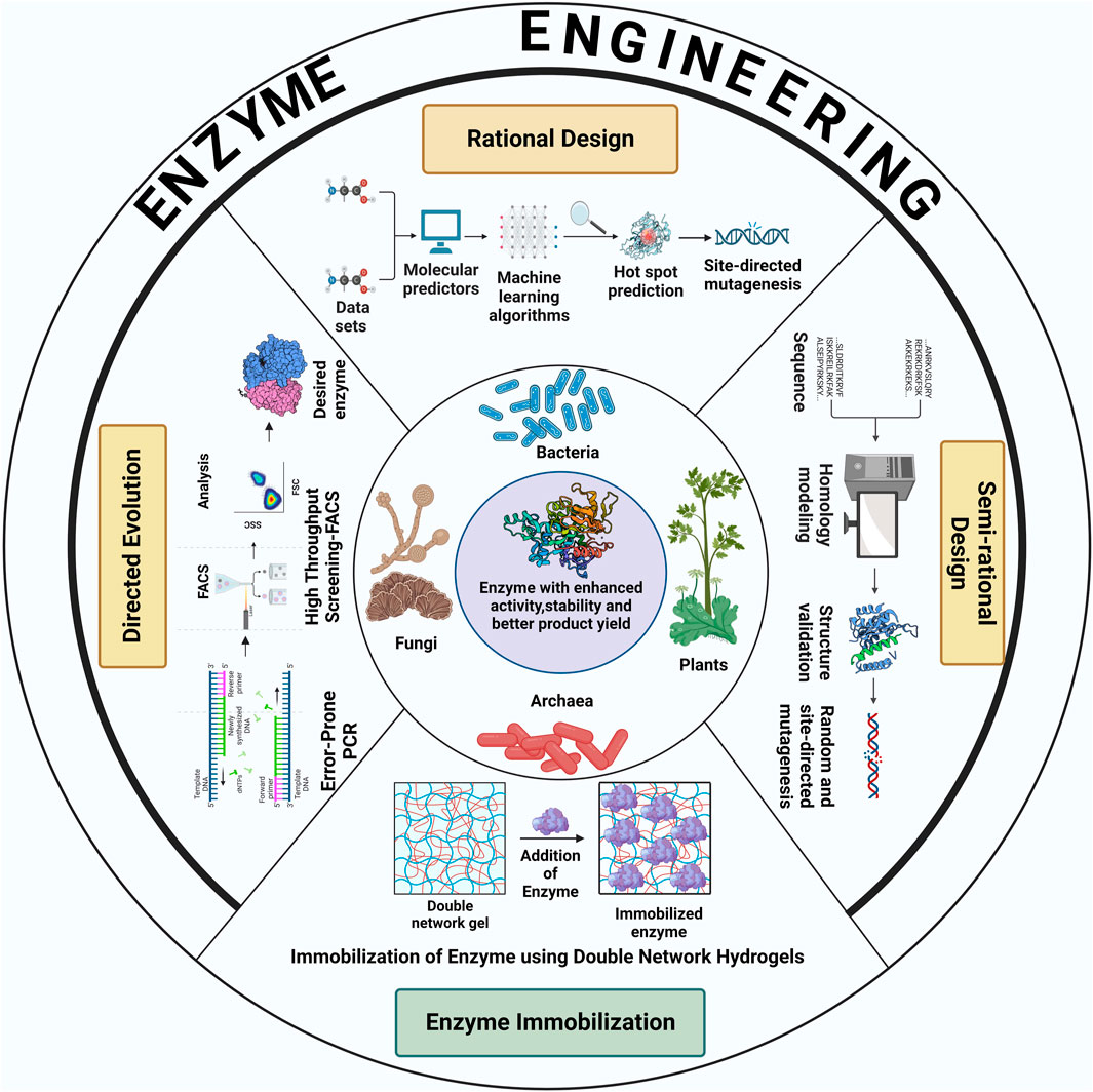 Frontiers | Nature-inspired Enzyme engineering and sustainable catalysis: biochemical clues from ...