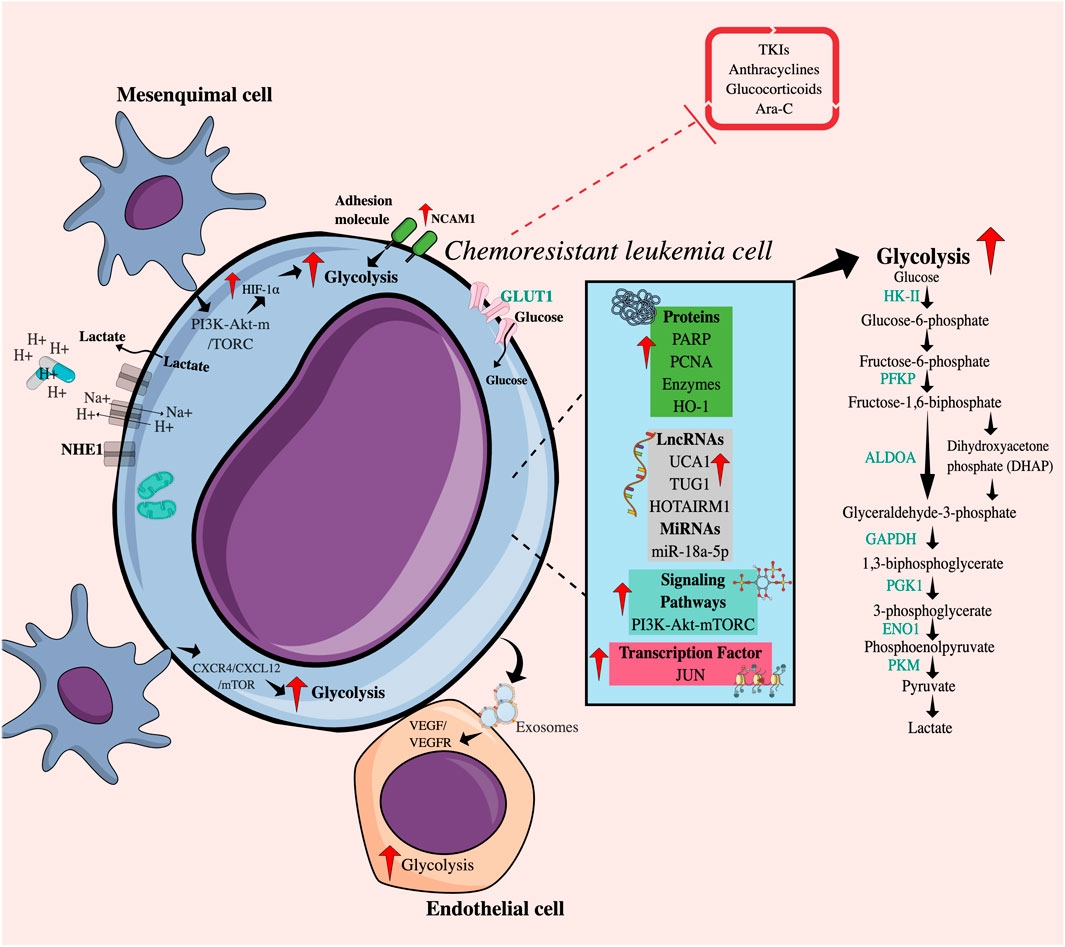 Frontiers | Plant-derived extracts and metabolic modulation in leukemia ...