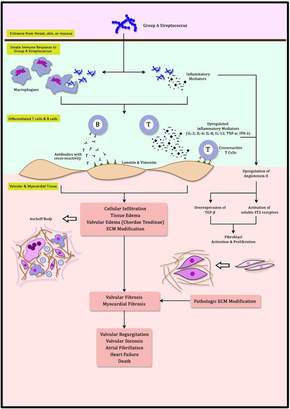 Frontiers | Myocardial fibrosis in rheumatic heart disease: emerging ...