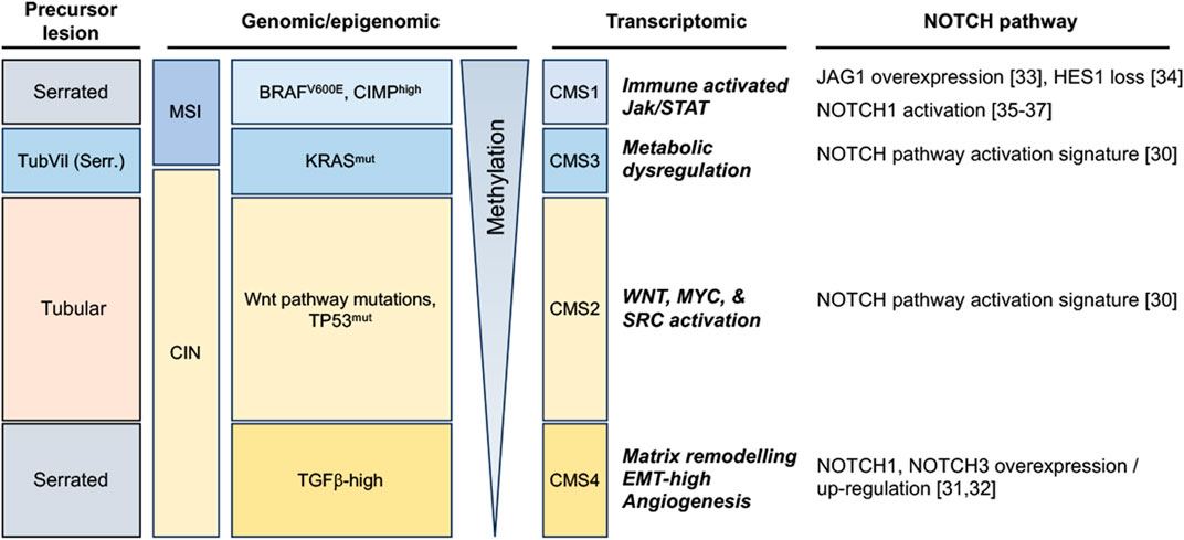 Frontiers | Notch receptor/ligand diversity: contribution to colorectal ...