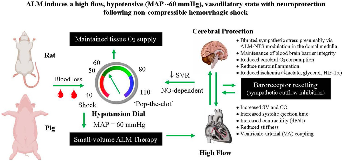 Frontiers | Adenosine, lidocaine and Mg2+ update: teaching old drugs ...