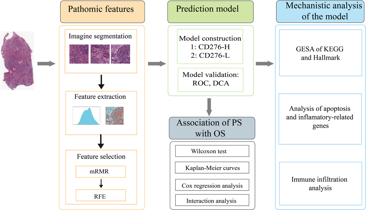 Frontiers | Establishment of a pathomic-based machine learning model to ...