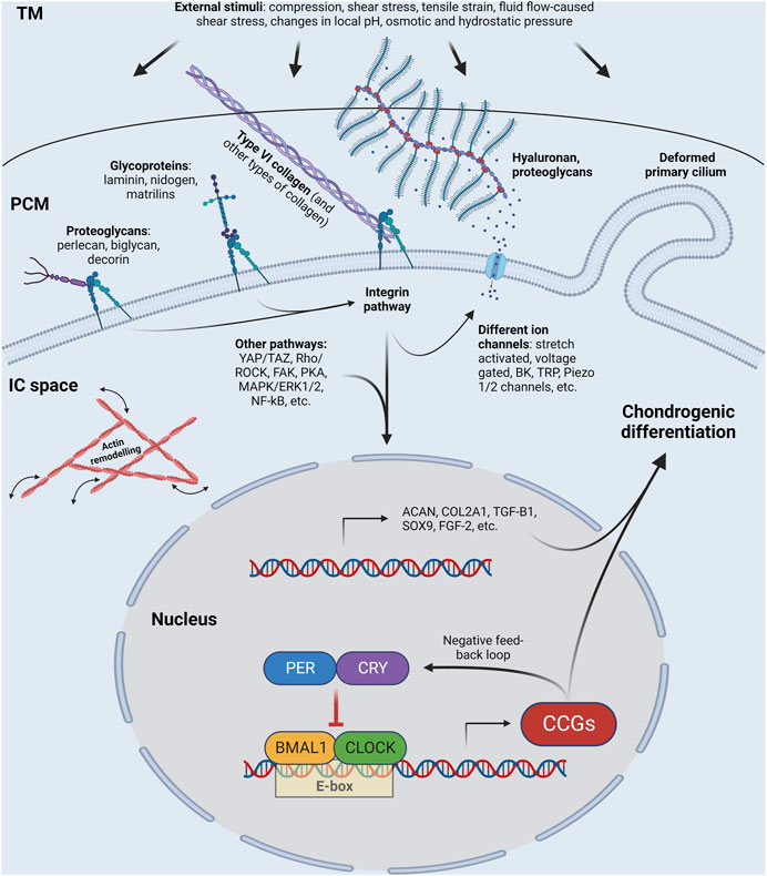 Frontiers | Combining biomechanical stimulation and chronobiology: a ...