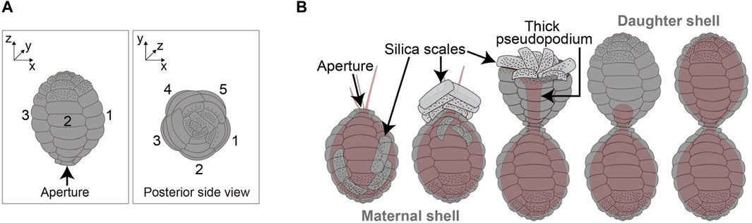 Frontiers | Three-dimensional architecture and assembly mechanism of ...