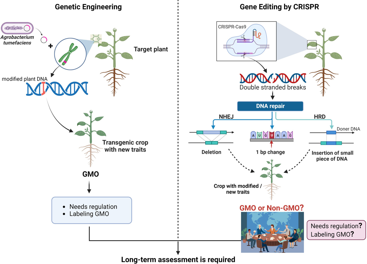 Frontiers | GMOs or non-GMOs? The CRISPR Conundrum