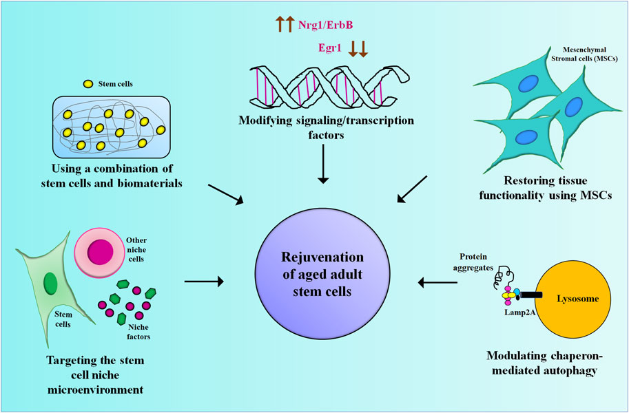 Frontiers | Editorial: Rejuvenation of aging adult stem cells to ...