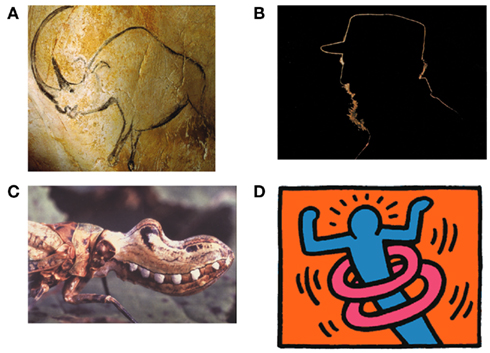 Frontiers | What Line Drawings Reveal About the Visual Brain