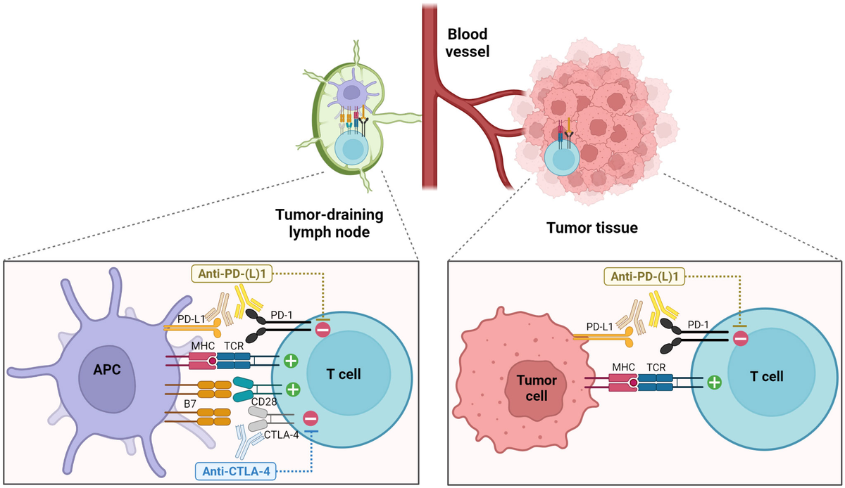 Frontiers | Mechanisms underlying response and resistance to immune checkpoint blockade in ...