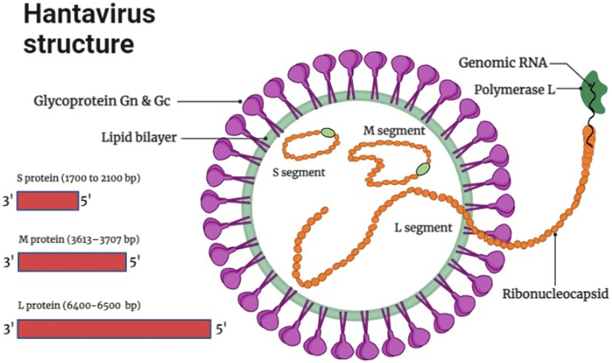 Frontiers | Hantavirus: an overview and advancements in therapeutic ...