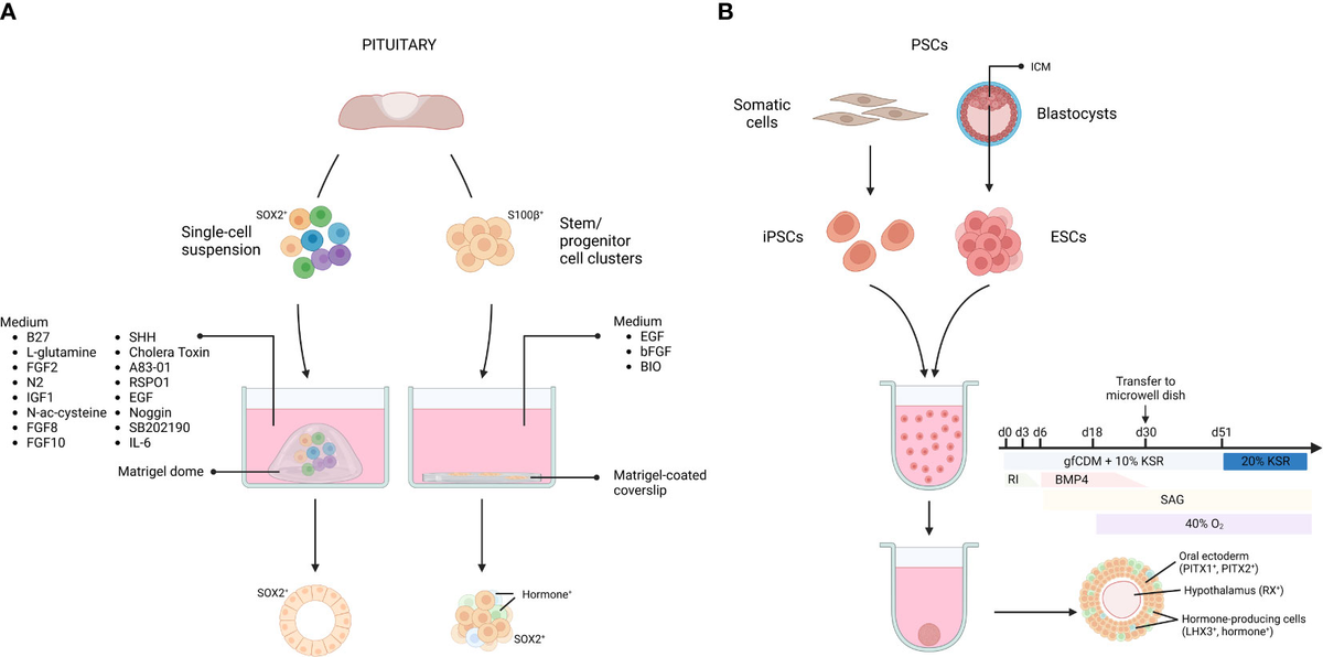 Frontiers | Organoid models of the pituitary gland in health and disease