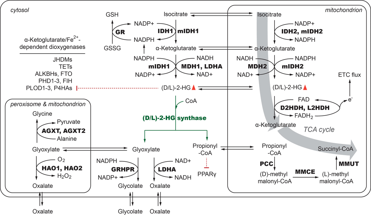 Frontiers | A bacterial enzyme may correct 2-HG accumulation in human ...