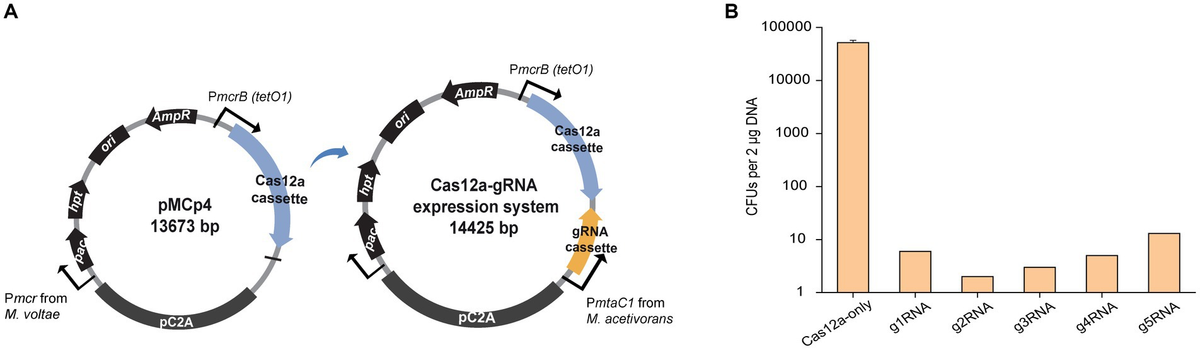 Frontiers Crispr Cas12a Toolbox For Genome Editing In Methanosarcina