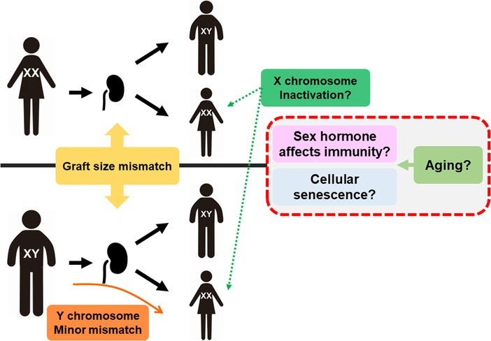 Frontiers | Sex difference and immunosenescence affect transplantation ...