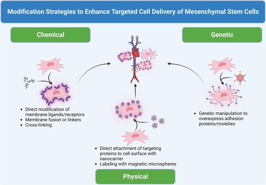 Frontiers | Targeted cell delivery of mesenchymal stem cell therapy for ...