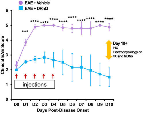 Frontiers | Novel therapeutic for multiple sclerosis protects white ...