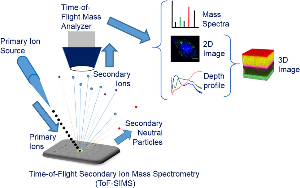 Frontiers | Advancements in ToF-SIMS imaging for life sciences