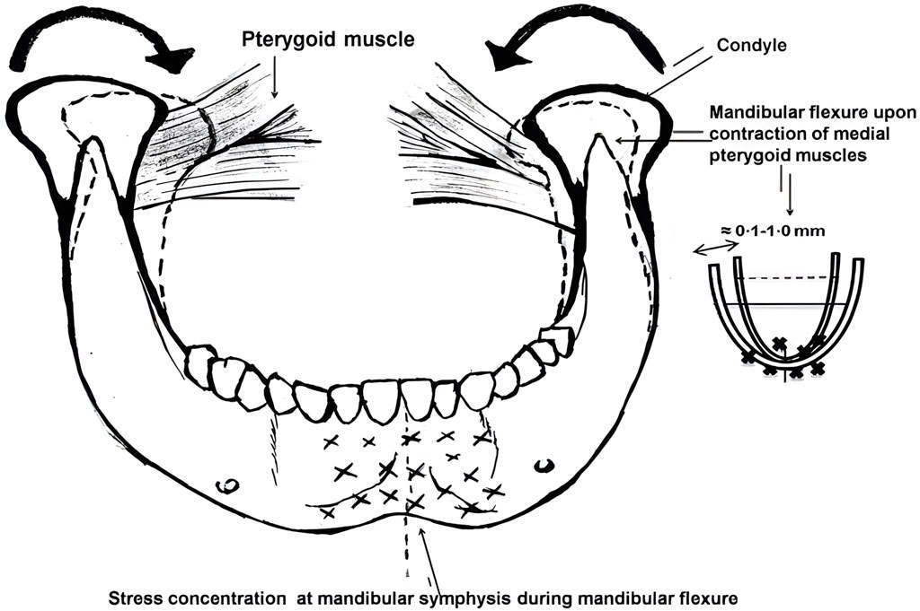 Frontiers | Median mandibular flexure—the unique physiological ...