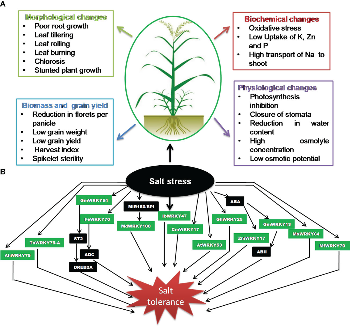 Frontiers | Plant salinity stress, sensing, and its mitigation through WRKY
