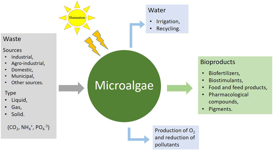 Frontiers | Application of microalgae in wastewater: opportunity for ...