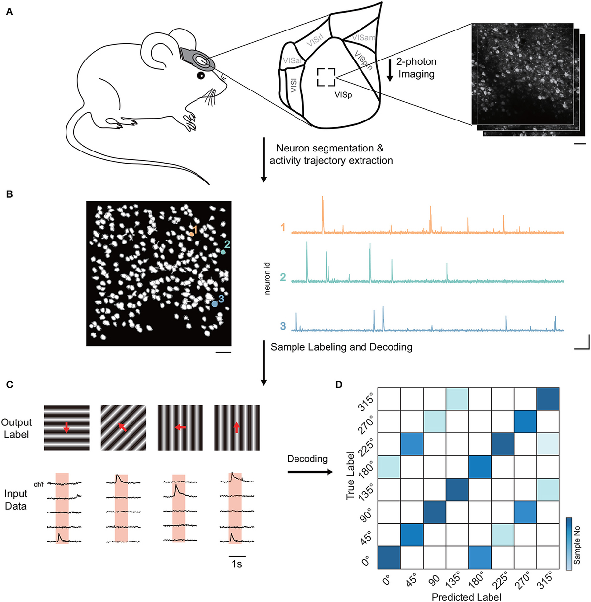 Frontiers | Neuron populations across layer 2-6 in the mouse visual cortex exhibit different ...