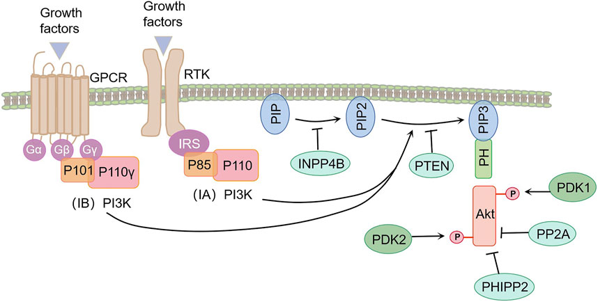 Frontiers | Progression of the PI3K/Akt signaling pathway in chronic ...