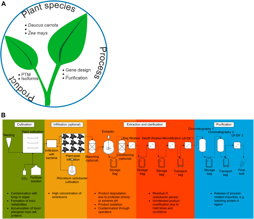 Frontiers | Product safety aspects of plant molecular farming