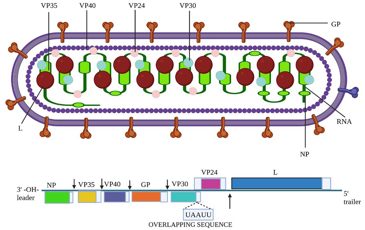 Frontiers | Emergence of Marburg virus: a global perspective on fatal ...