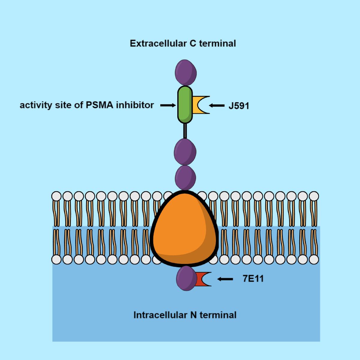 Frontiers | Precision strikes: PSMA-targeted radionuclide therapy in prostate cancer – a ...