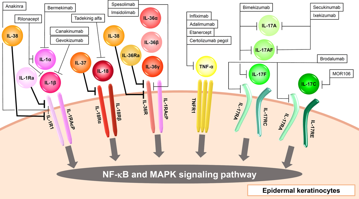Frontiers “input Output Cytokines” In Epidermal Keratinocytes And The