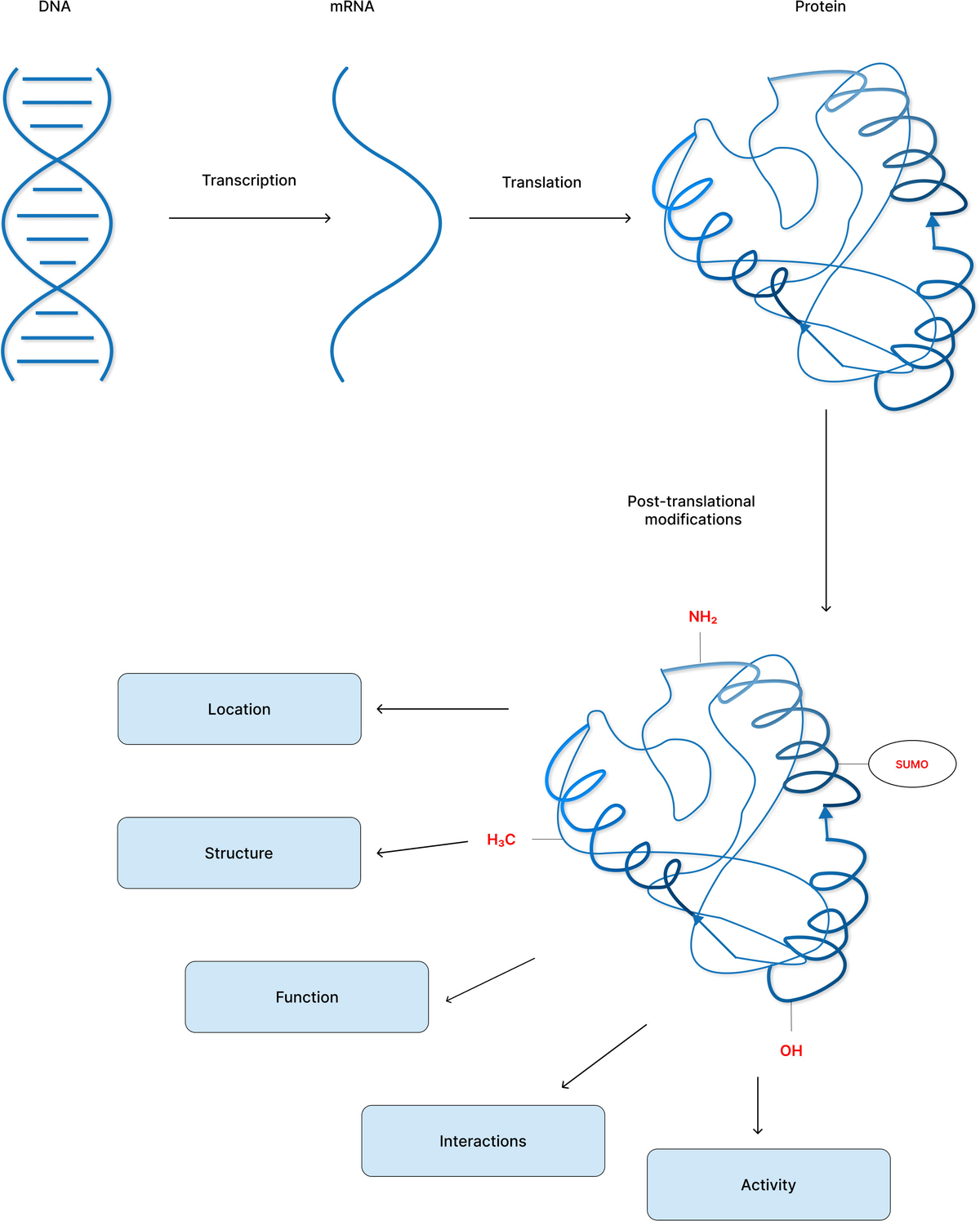 Frontiers | Post-translational modifications and their implications in cancer