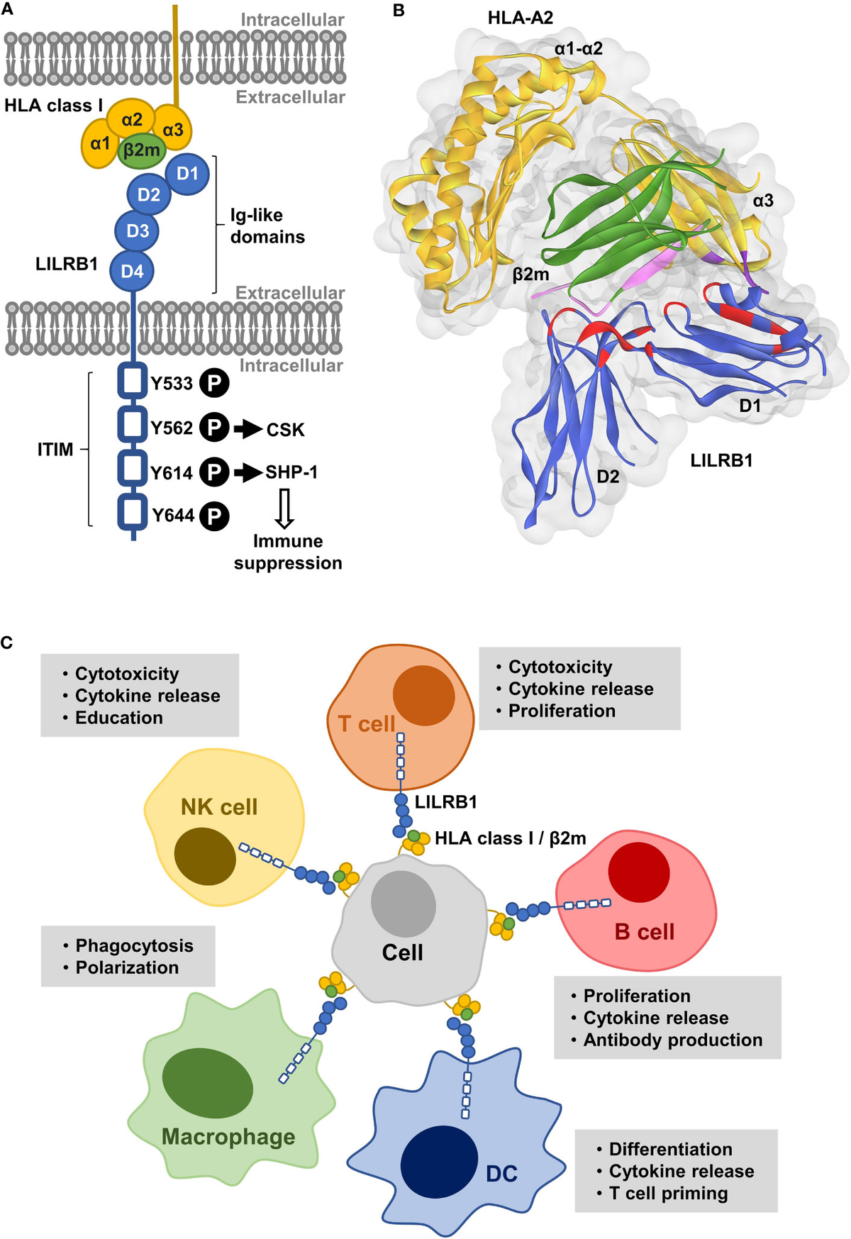 Frontiers | Perspectives of targeting LILRB1 in innate and adaptive ...