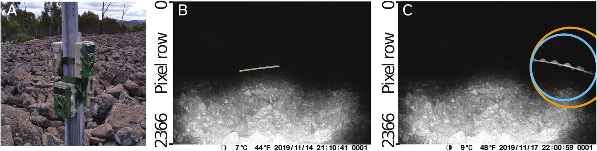 Frontiers | Camera-based automated monitoring of flying insects (Camfi ...